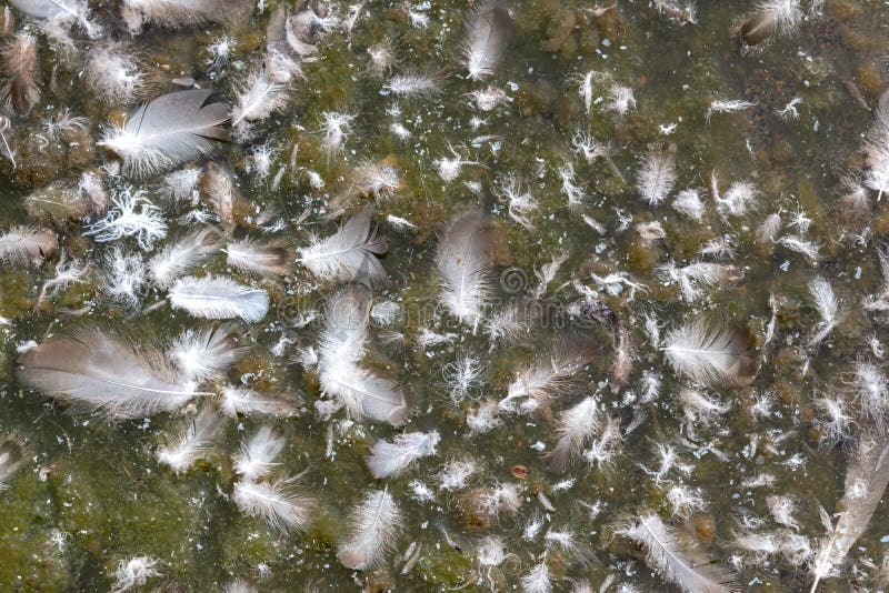 Feathers Floating in an Algae Filled Pond Stock Photo - Image of avian ...
