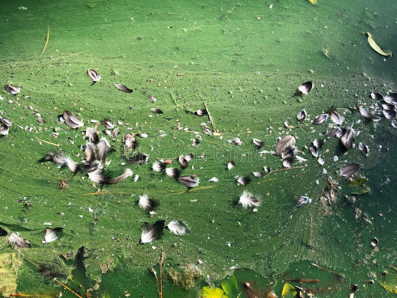 Feather and algae stock photo. Image of environmental - 108996438