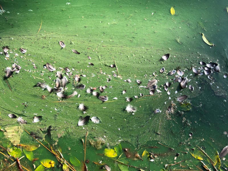 Feather and algae stock image. Image of ecology, health - 108996475