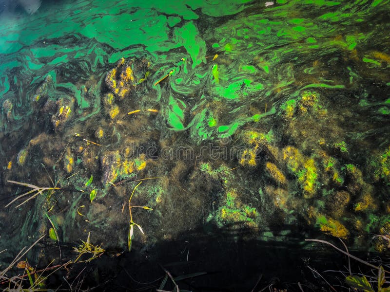 Feather and algae stock image. Image of rescue, rubbish - 108996661