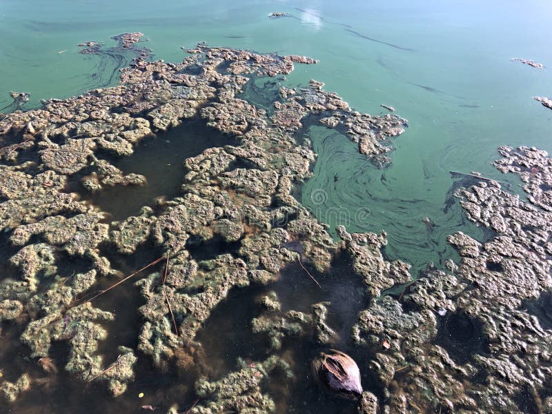 Feather and algae stock photo. Image of healthy, rubbish - 108996998