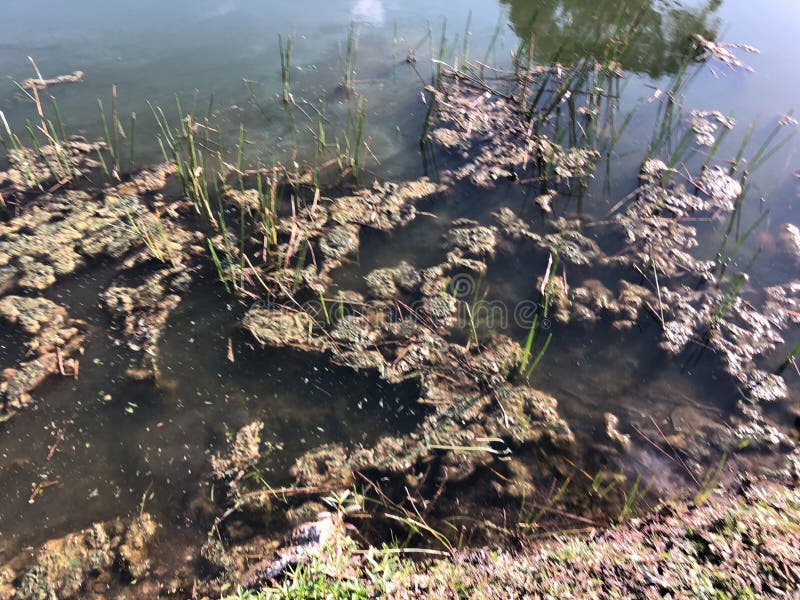 Feather and algae stock photo. Image of protection, green - 108997004