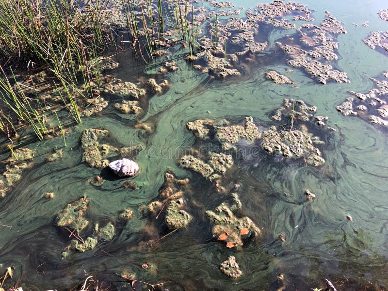 Feather and algae stock image. Image of foam, litter - 108997005