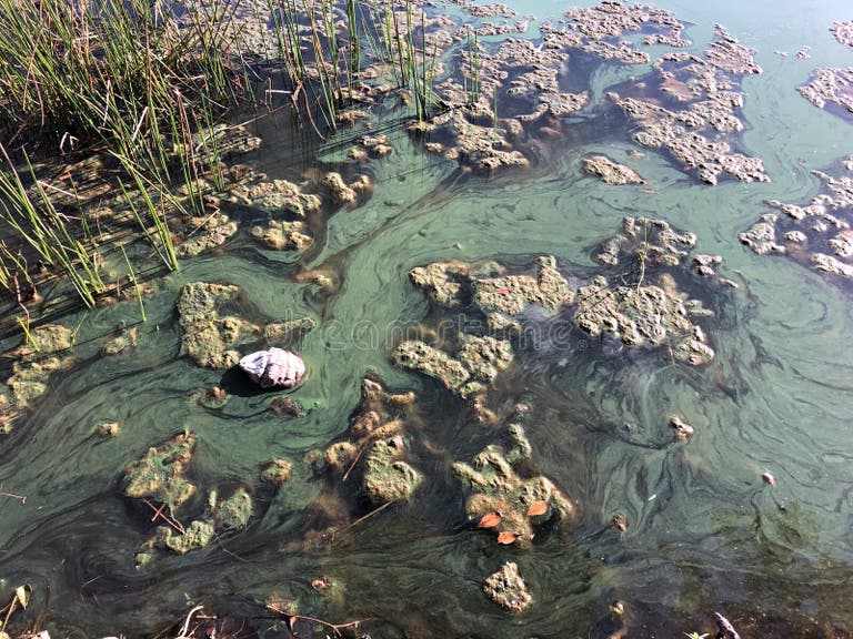 Feather and algae stock image. Image of foam, litter - 108997005