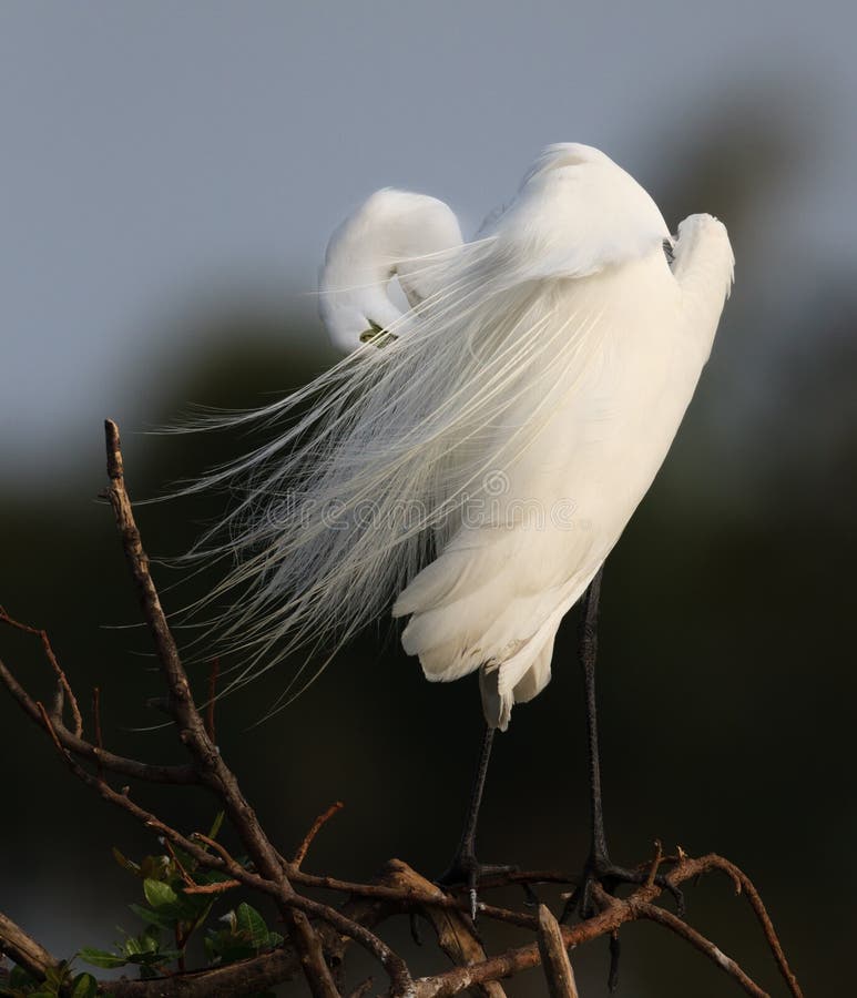 Feathers Fly in the Wind of a Great White Egret in Florida Stock Photo ...