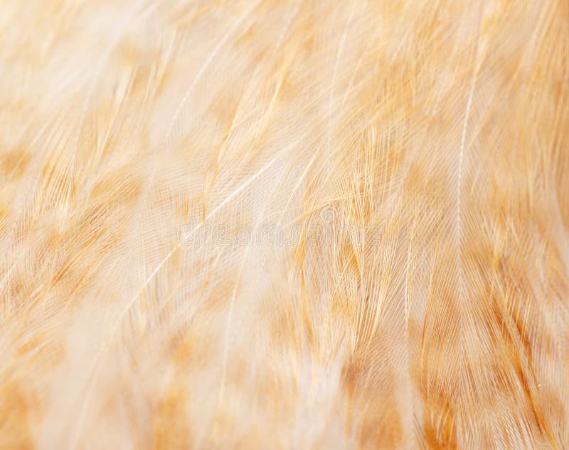 Feathers of a Ginger Rooster As a Background. Stock Image - Image of ...