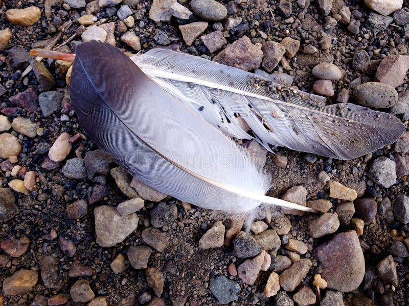 Feathers on Gravel Texture stock photo. Image of rural - 260362550