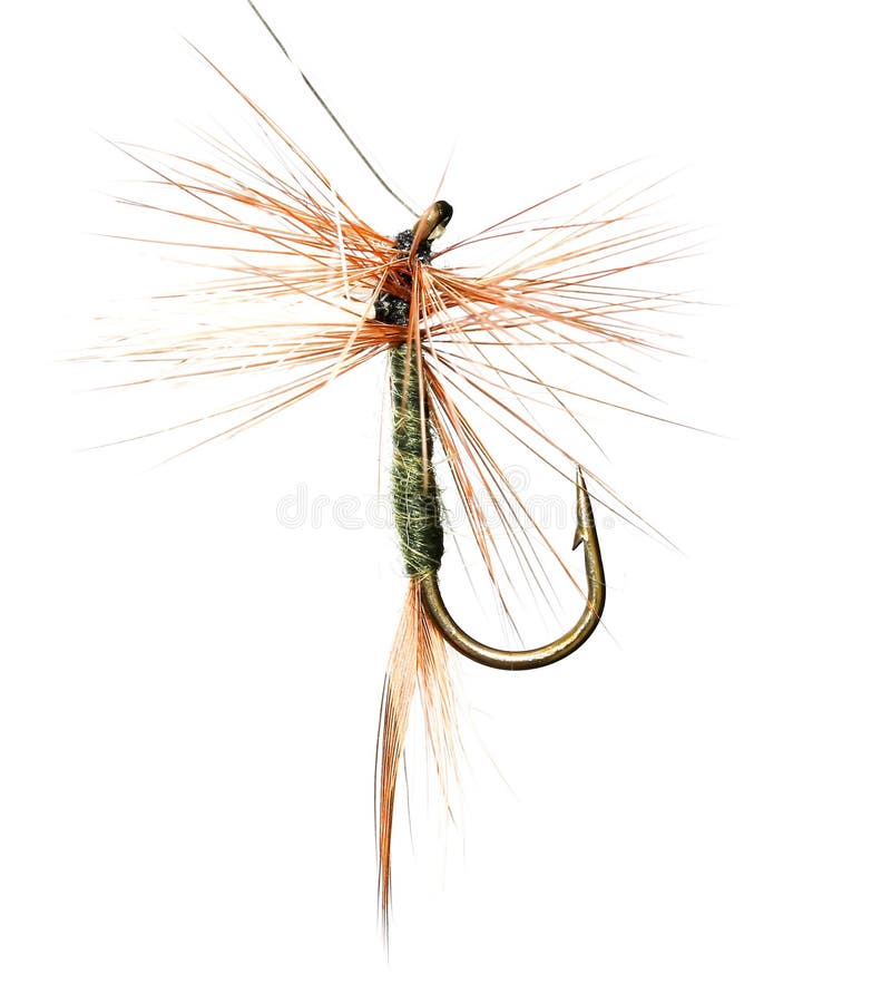 Fly for Fishing on White Background Stock Image - Image of luring ...