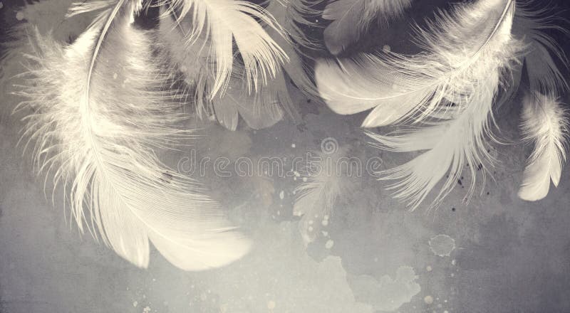 Feathers in interior style stock photo. Image of macro - 225255740