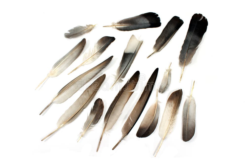 Feathers stock image. Image of quill, fragile, feathers - 54724779
