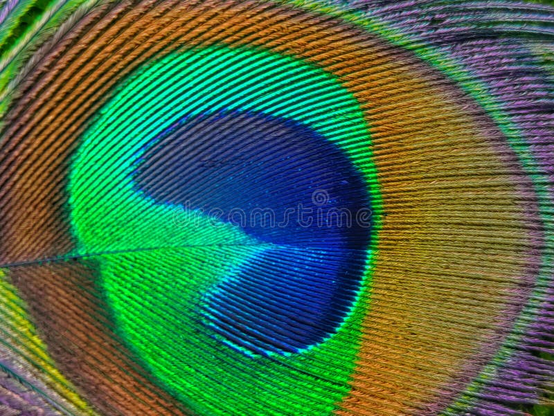 Feathers of life colourful stock photo. Image of colourful - 252806382