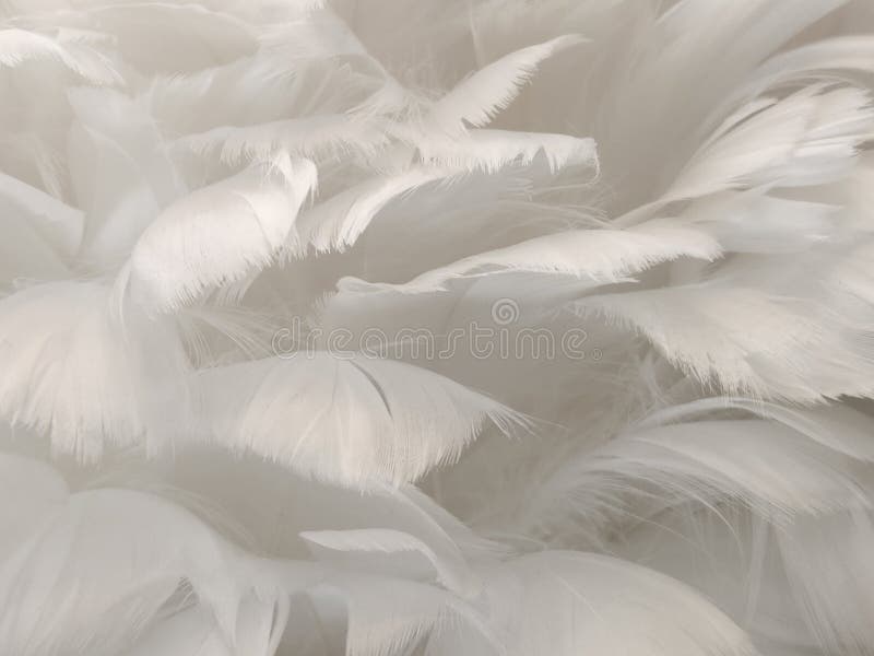 Feathers. Light Background of White Bird Feathers Stock Photo - Image ...