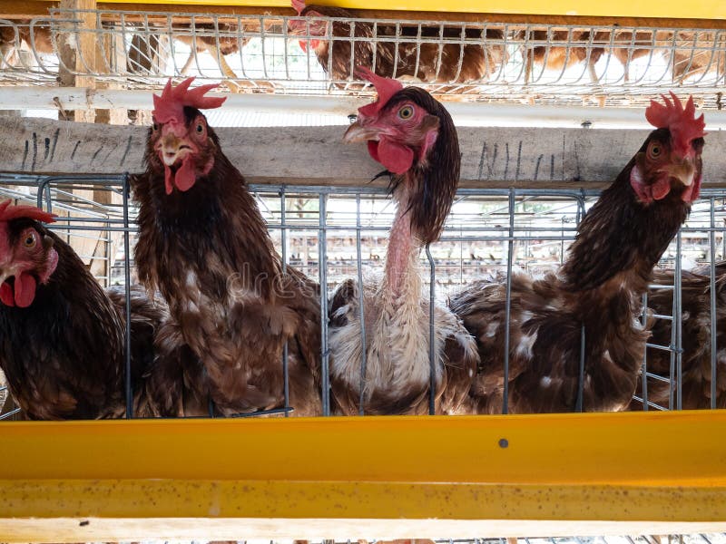 Feathers Loss in Laying Chickens Stock Photo - Image of cages, hens ...