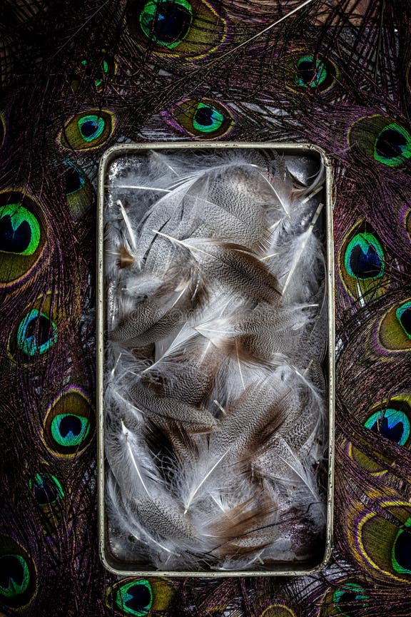 Feathers in Metal Box and Peacock Feathers Stock Image - Image of eyes ...