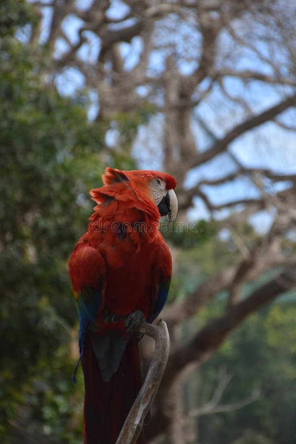 Feathers on the Neck of a Red Macaw Bird Ruffled Stock Photo - Image of ...