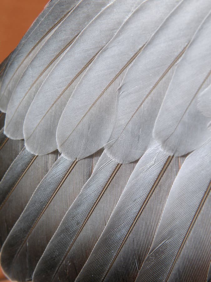 Feathers pattern stock photo. Image of fresh, black, outside - 36606722