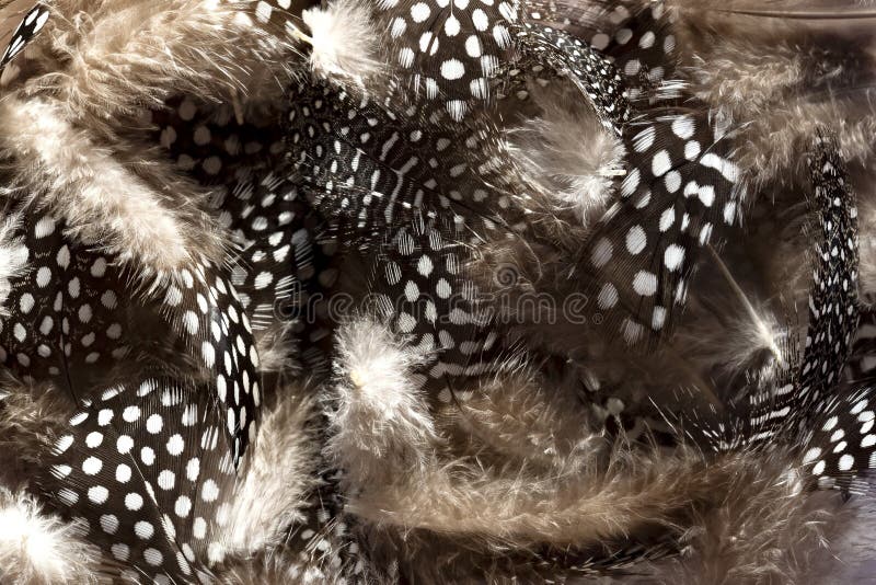 Feathers stock image. Image of velvet, feather, natural - 212617227