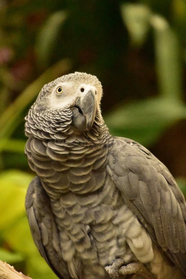 Amazon Grey Parrot with Feathers Ruffled on a Perch Stock Photo - Image ...