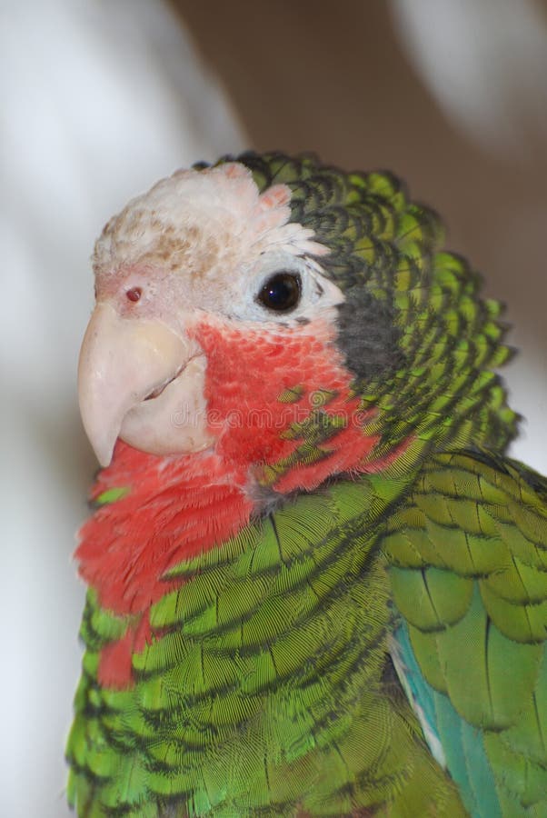 Red And Green Conure Parrot Stock Image - Image of america, bird: 41220055