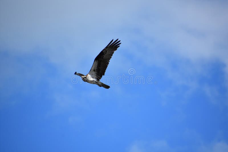 Feathers Ruffled on a Sea Eagle in the Sky Stock Image - Image of bird ...