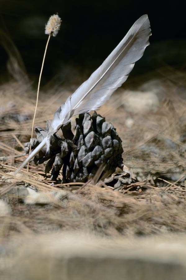 Feathers on the Seed of a Pine Surrounded by Grass Stock Photo - Image ...