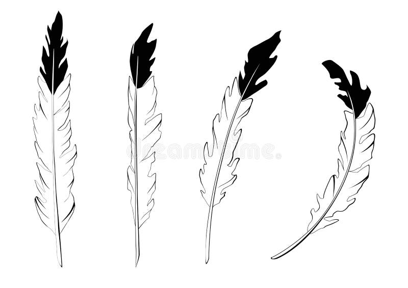 Feathers stock vector. Illustration of plumelet, ornithology - 39518158