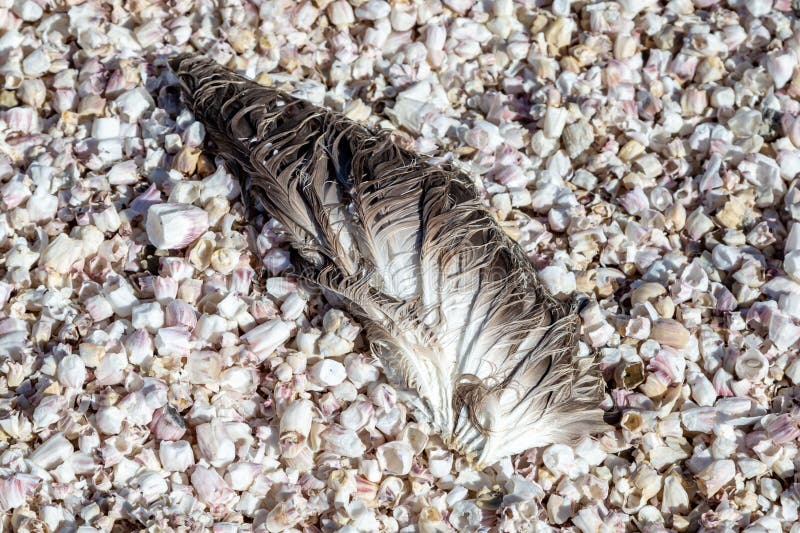 Feathers and Shells stock photo. Image of pretty, nature - 129611758