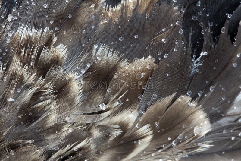Feathers in Snow stock image. Image of black, weather - 23371567