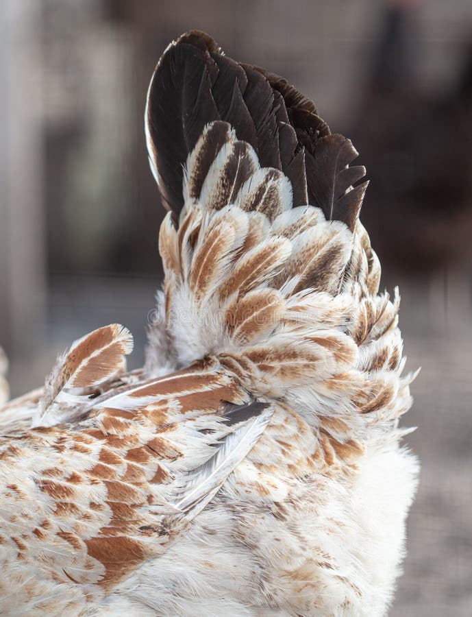 Feathers on the Tail of a Chicken. Stock Image - Image of design ...