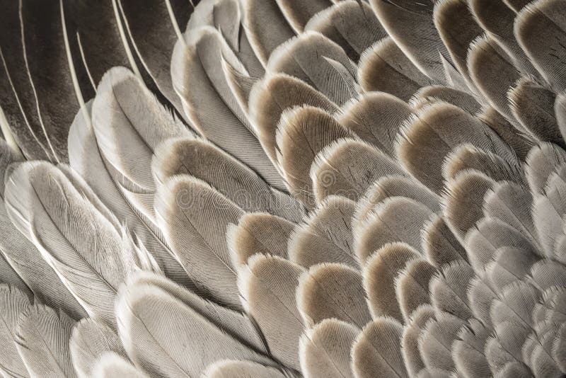 Feathers stock photo. Image of softness, texture, feather - 102084504