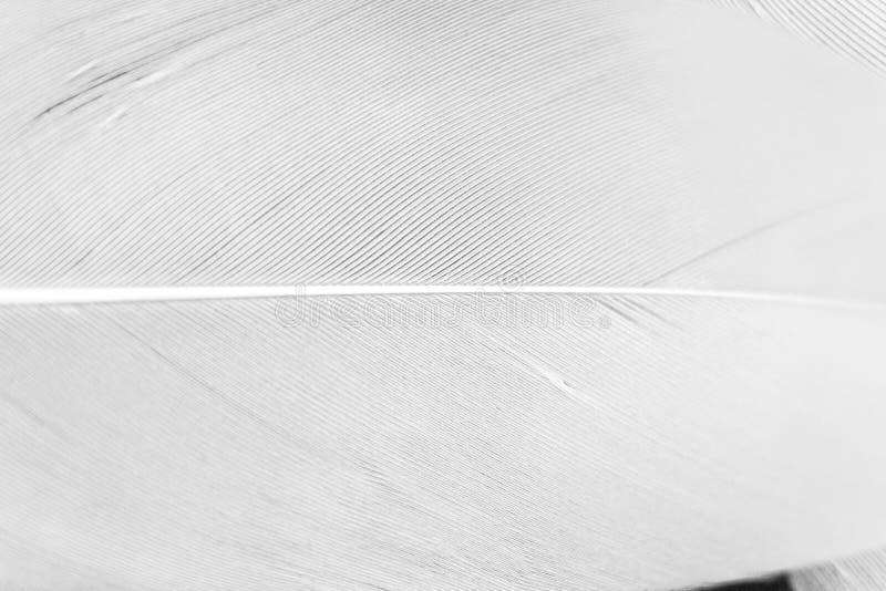 The Feathers Texture in a Negative Effect Stock Photo - Image of ...