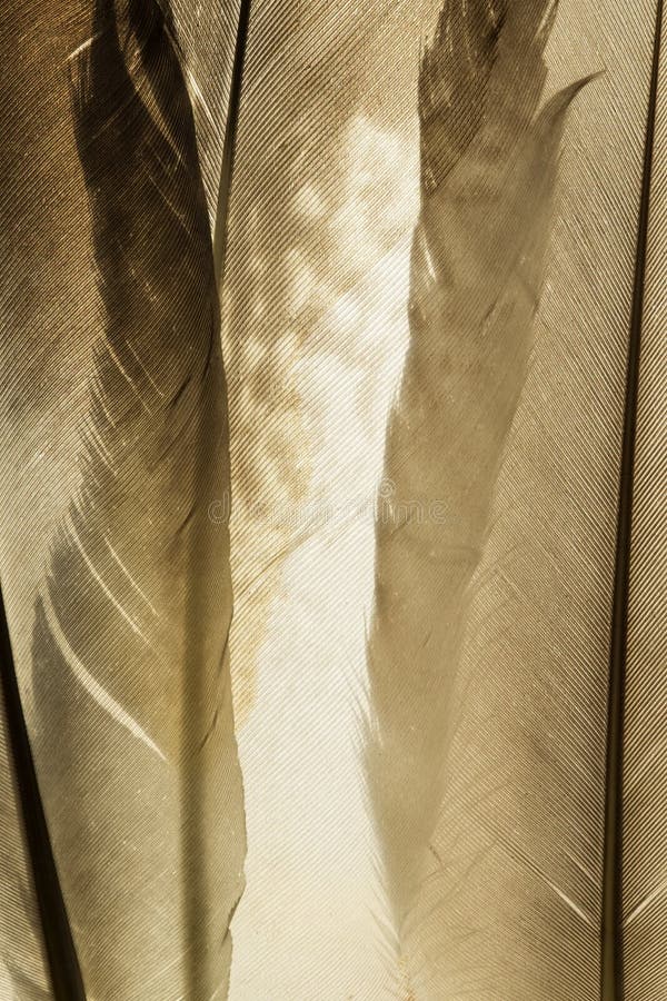 145 Raven Transparent Stock Photos - Free & Royalty-Free Stock Photos ...