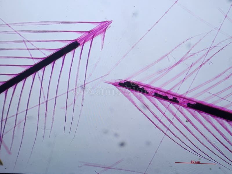Feathers Viewed Under Microscope with Pink Stain Stock Photo - Image of ...