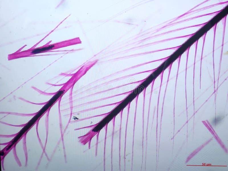 Feathers Viewed Under Microscope with Pink Stain Stock Image - Image of ...