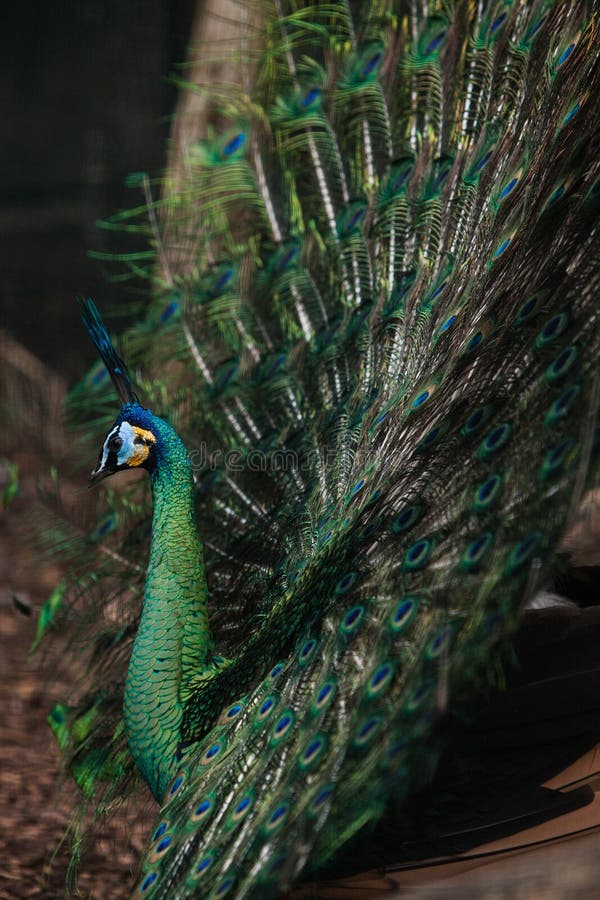 Peacock stock image. Image of nature, green, mammals - 50469793