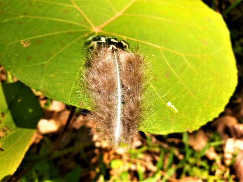 The Feathers Stand on Top of the Leaf Stock Photo - Image of leaf, rest ...