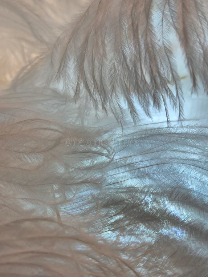 Feathers are White. Background of White Bird Feathers Stock Image ...