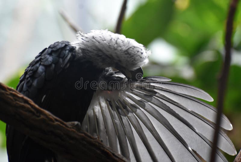 Feathers on a White Crested Hornbill Ruffled Stock Photo - Image of ...
