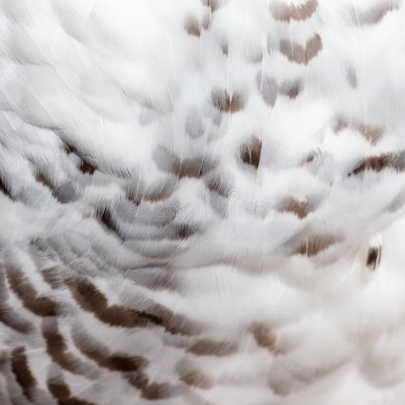 Feathers of a White Eagle Owl As an Abstract Background. Texture Stock ...