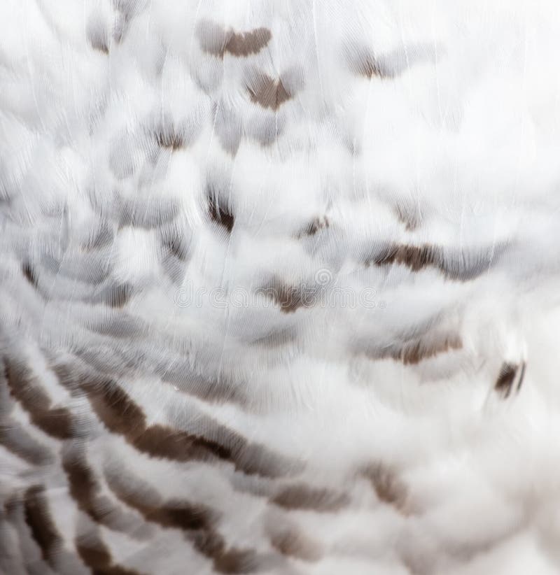Feathers of a White Eagle Owl As an Abstract Background. Texture Stock ...