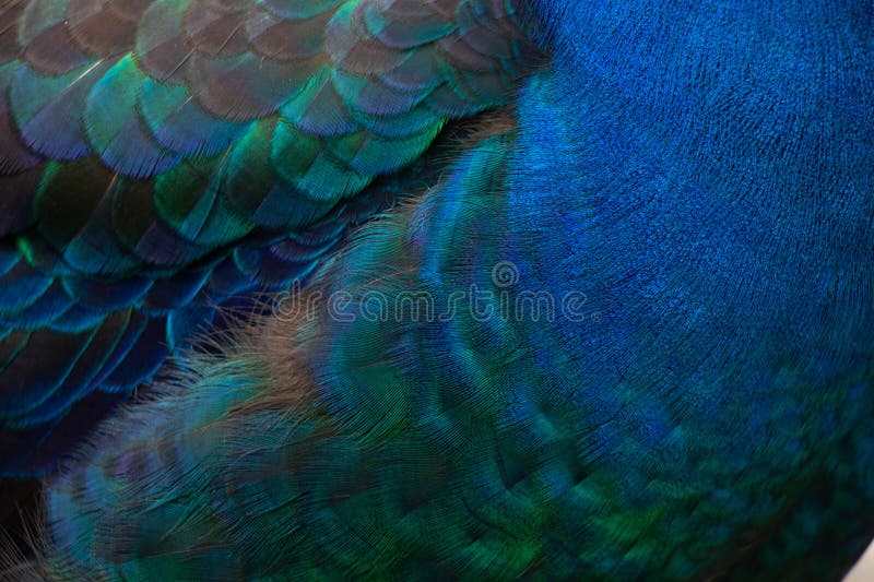 Feathers and Wings of a Peacock As a Background Close-up, Peacock Bird ...