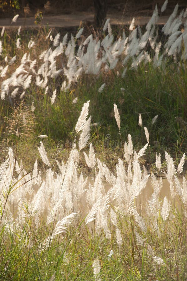 Feathery grass stock photo. Image of seed, ornamental, skies - 235696