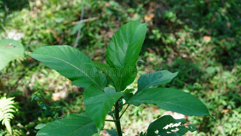 Ficus Hispida Forest Habitat Stock Image - Image of interest, autumn ...