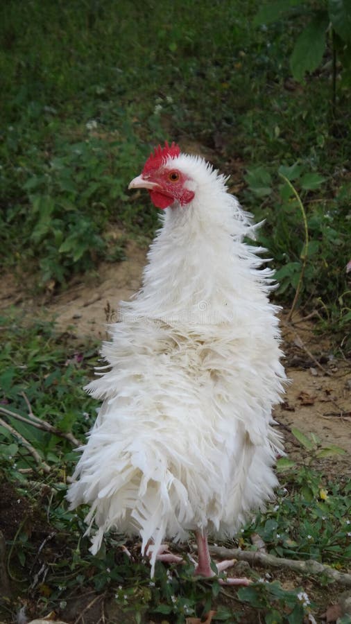 Feathery White Chicken Standing on the Field Stock Photo - Image of ...
