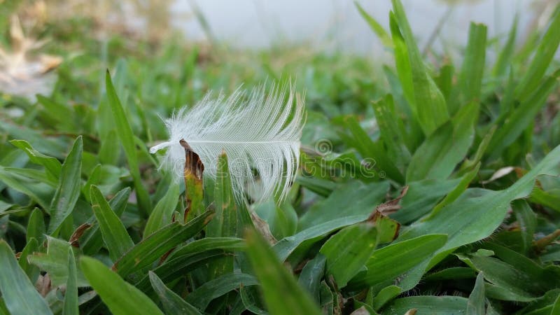 Feature Photography Grass Growth Stock Photo - Image of herb, plant ...