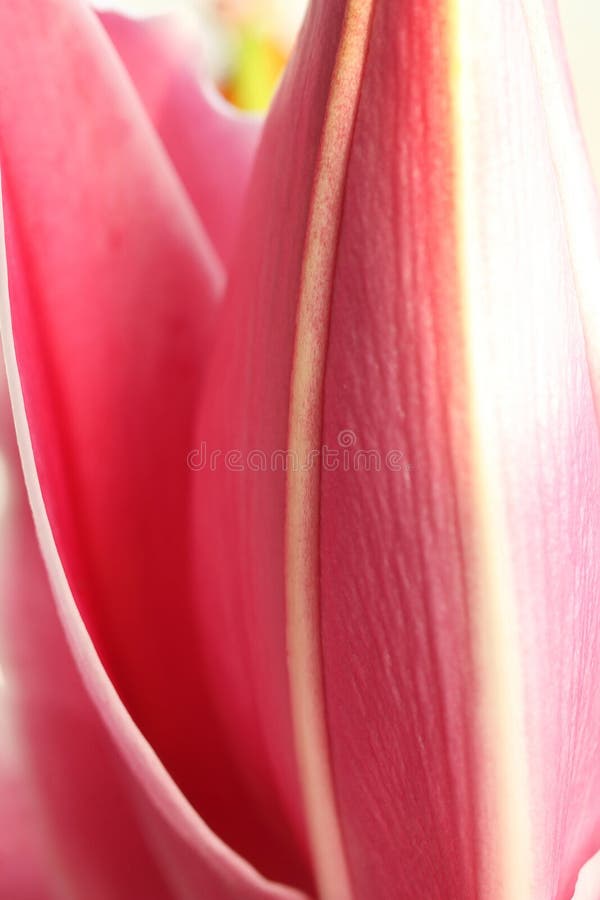 Feature of pink lily stock photo. Image of pink, floral - 119295012