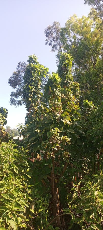 The Feature of Sunst Glaring on the Treee Stock Photo - Image of plant ...