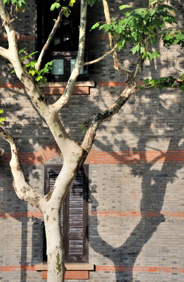 Featured Architecture and Phoenix Tree with Shadow Stock Photo - Image ...