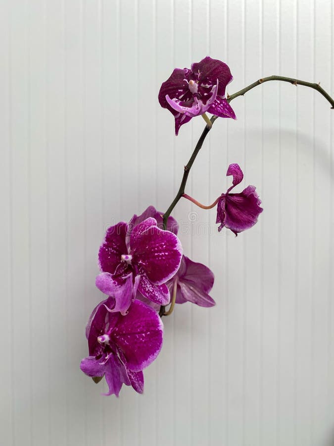Delicacy in Pink: Featured Orchid Stock Image - Image of arranging ...