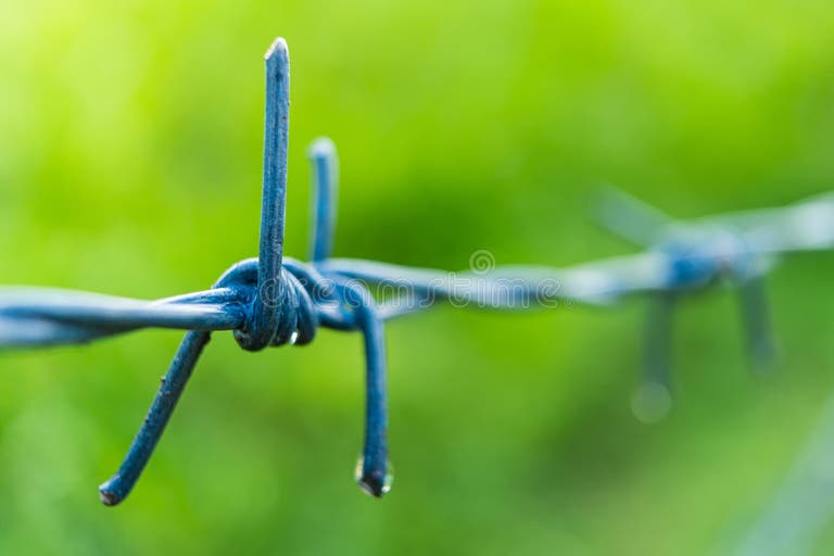 Features a Close-up of a Security Fence with Barbed Wire Strands Stock ...